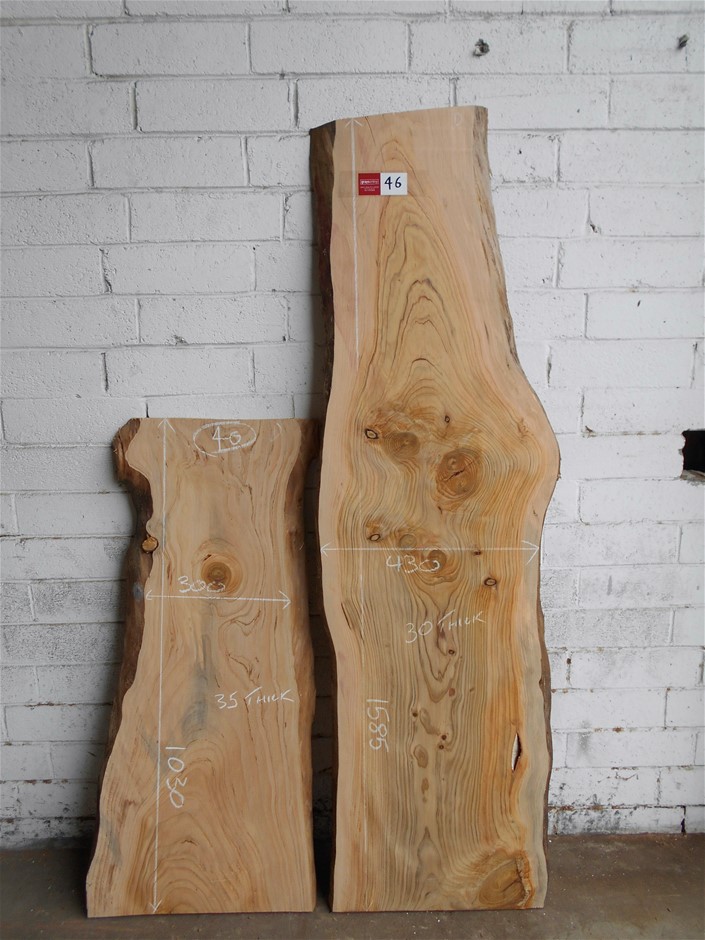 Double Pack - Deodar (Himalayan) Cedar Auction (0046-5049937) | Grays ...