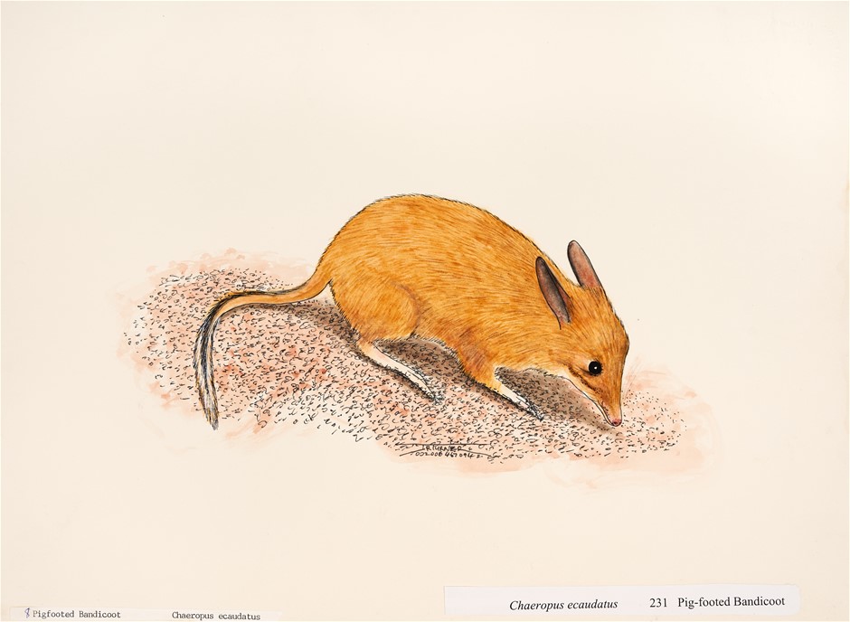 JIM TURNER, Original Mixed Media (Ink Sketch And Watercolour Painting ...