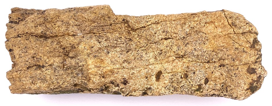 70 MILLION YEARS B.P. TRICERATOPS FRILL BONE FOSSIL SECTION Auction ...