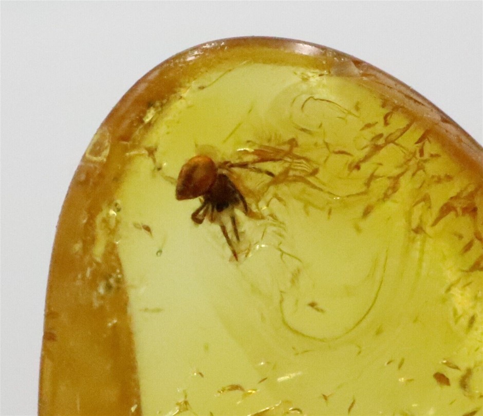 FOSSILISED AMBER WITH PREHISTORIC ANT TRAPPED INSIDE Auction (0007 ...