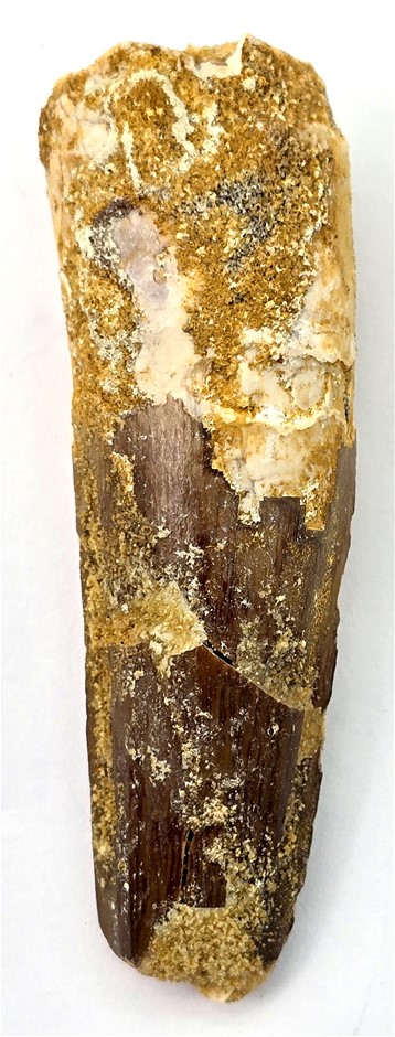 125 MILLION YEAR OLD SPINOSAUR DINOSAUR TOOTH Auction (0001-2559262 ...