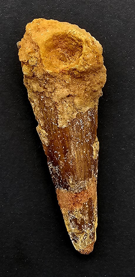 125 MILLION YEAR OLD SPINOSAUR DINOSAUR TOOTH Auction (0002-2559262 ...