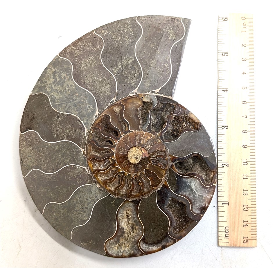 120 Million year old AMMONITE Fossil from Madagascar Auction (0014 ...