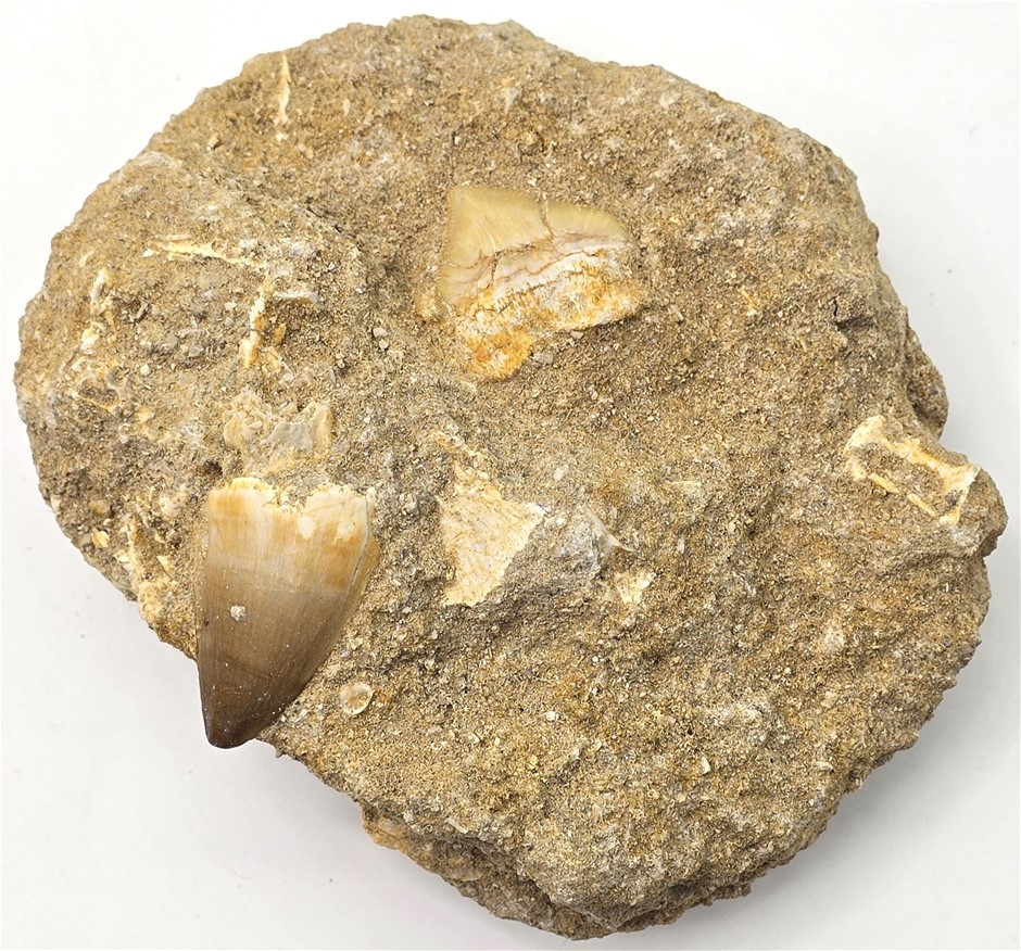 145-65 MILLION YEARS B.P. MOSASAUR TOOTH AND BONES FOSSIL Auction (0001 ...