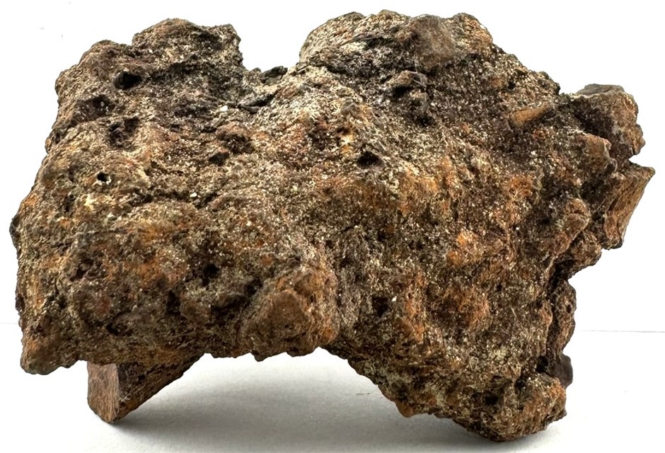 50 MILLION YEARS B.P. PREHISTORIC TURTLE COPROLITE (EOCENE PERIOD ...