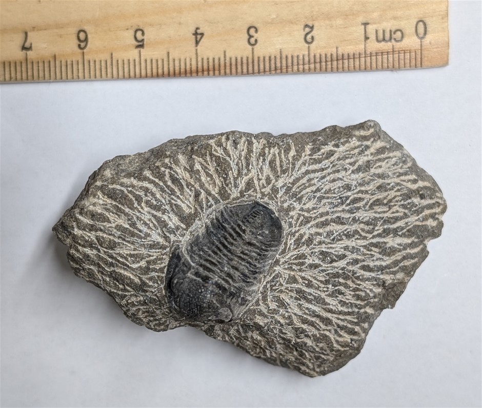 380 Million year old Devonian Age TRILOBITE Fossil from Morocco Auction ...