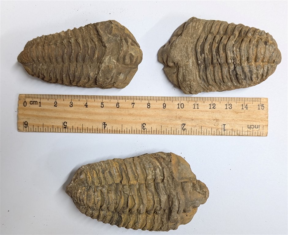 Three 450 Million Year Old Trilobite Fossils From Morocco Auction (0072 ...
