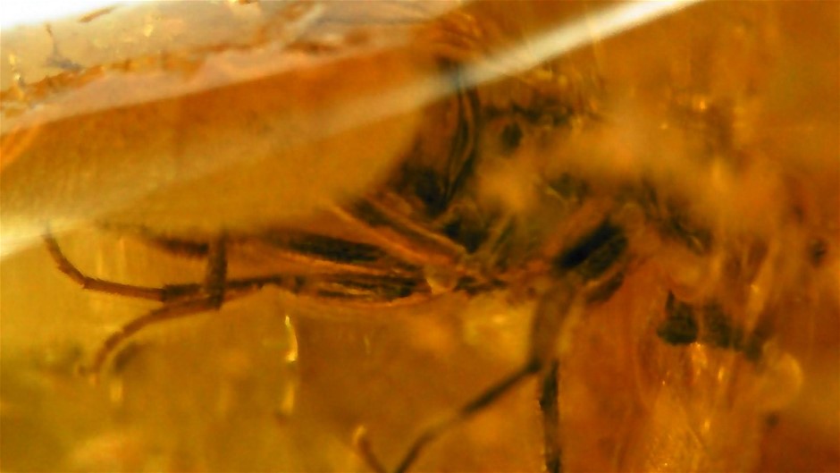3 MILLION YEAR OLD PIECE OF AMBER FILLED WITH A PREHISTORIC BEE Auction ...