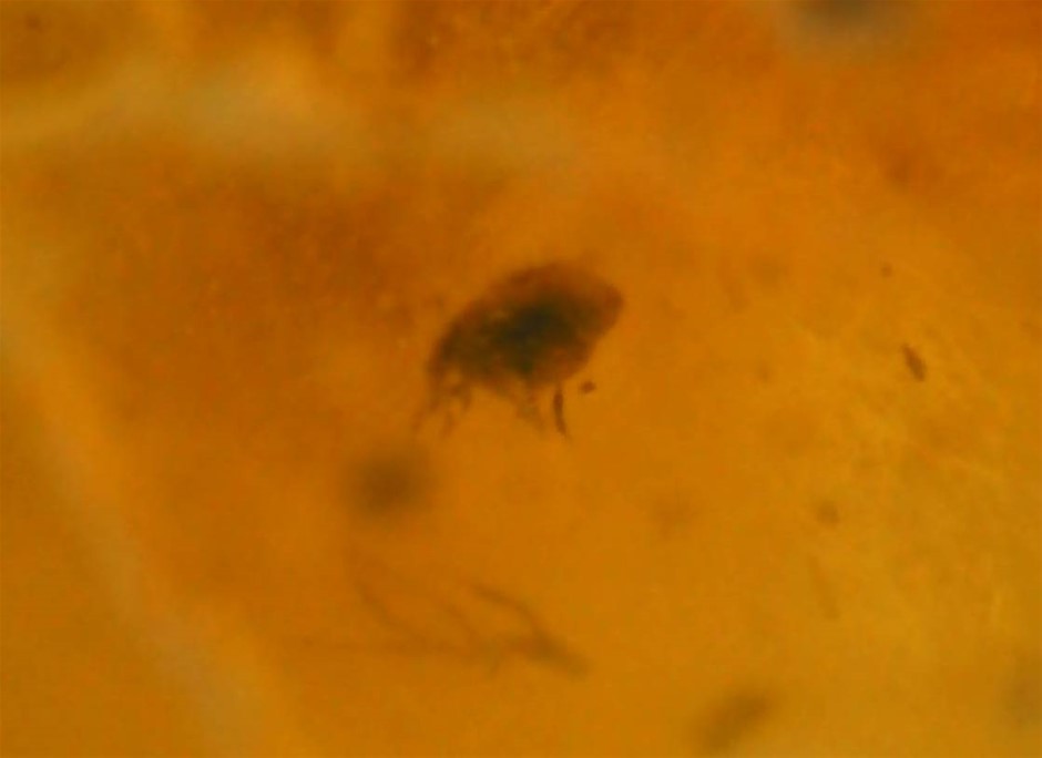 3 MILLION YEAR OLD PIECE OF AMBER FILLED WITH A PREHISTORIC TICK ...