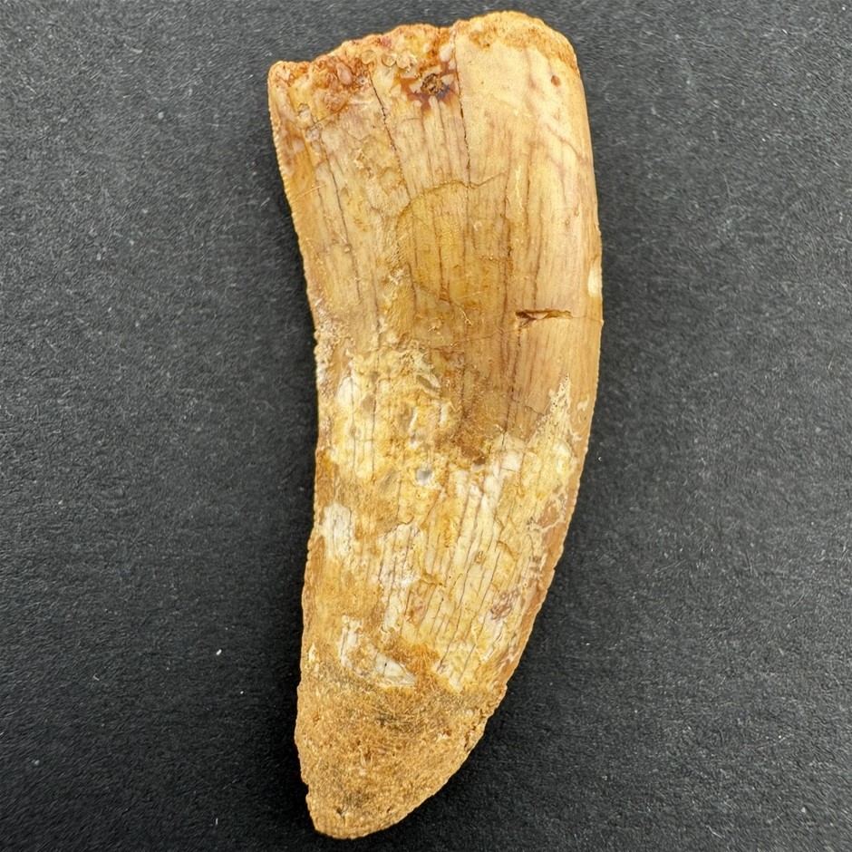 95 MILLION YEARS B.P. AFRICAN T-REX DINOSAUR TOOTH FOSSIL (CRETACEOUS ...