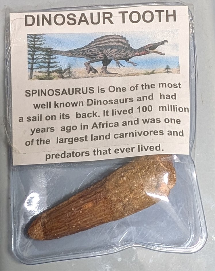 100 Million year old Spinosaurus DINOSAUR TOOTH Auction (0054-2573840 ...